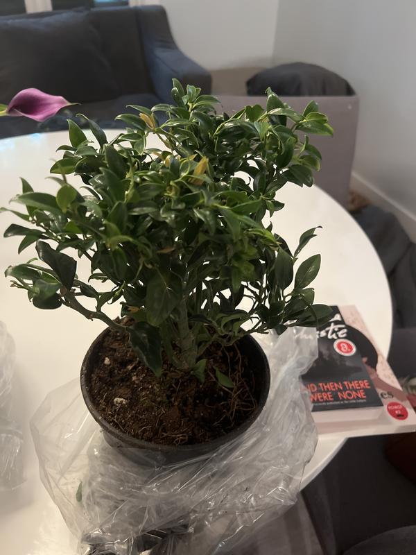 Fragrant Sweet Box Feature Shrub in 2.5 -Quart Pot 1 -Pack in the ...