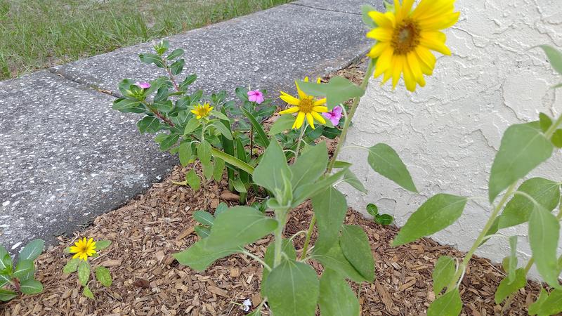 FloriMulch 1.5-cu ft Natural Hardwood Melaleuca Mulch M1FLOR-A-75 at ...