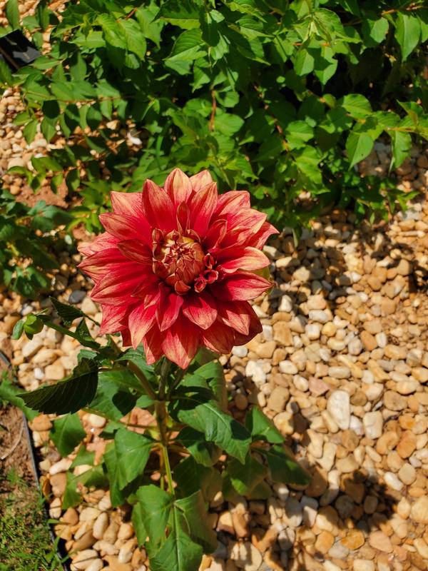 Garden State Bulb Peach Go-go Peach Dahlia Bulbs 8-Count ECS-66-08-02 ...