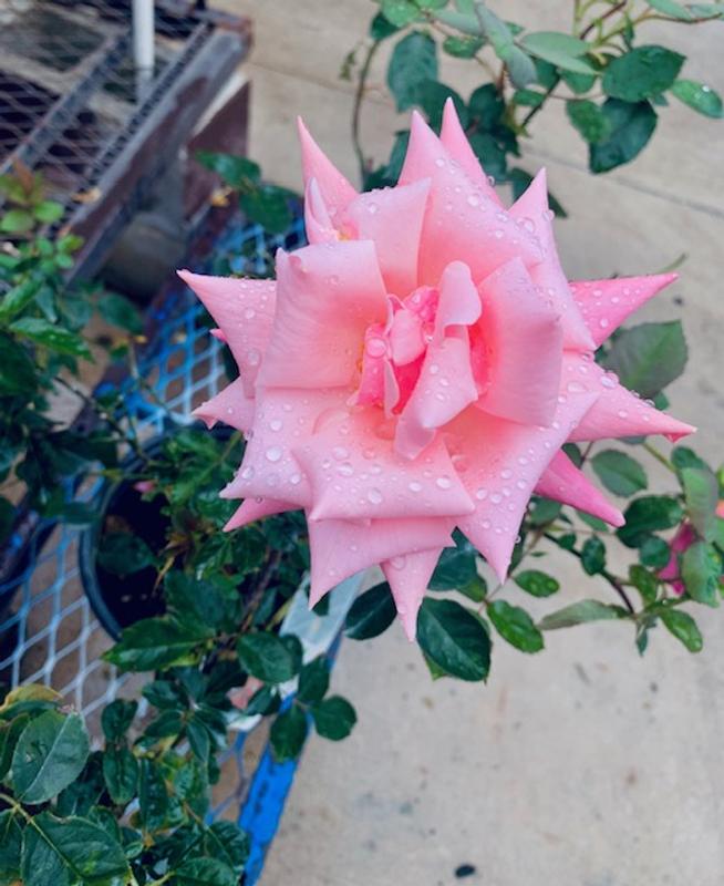 Lowe's 2.25-GAL ROSE PINK 62123FL at Lowes.com