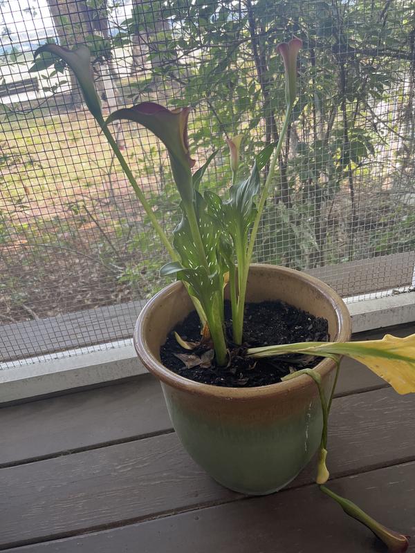 Lowe's Corvette Calla Lily in 2.5-Quart Pot 2806683 at Lowes.com