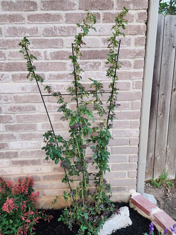 Shop 22-In W x 64-In H Black Steel Trellis,All-purpose Garden Soil ...
