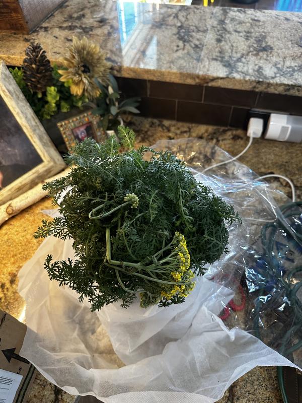 Proven Winners Yellow 'firefly Sunshine' Yarrow (achillea) Plant in 1 ...
