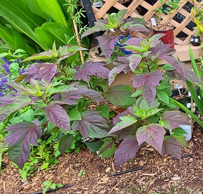 National Plant Network Red Head Over Heels Passion Hibiscus Plant ...