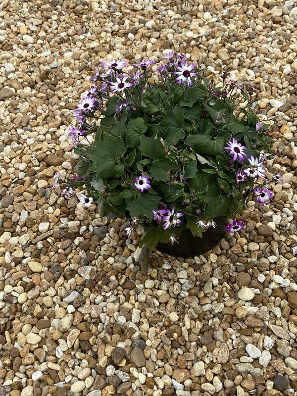 Lowe's Multicolor Senetti Pericallis in 1.5-Gallon Planter NURSERY at ...