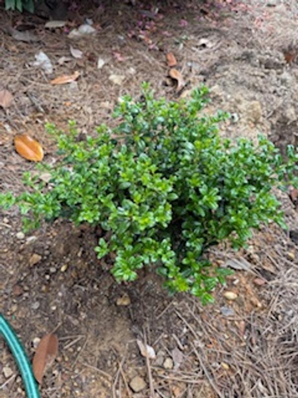 Flowerwood 2.5 -Gallon Dwarf Burford Holly Foundation/Hedge Shrub 1 ...