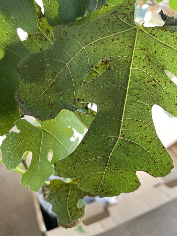 Southern Planters Ficus carica Fig Plant Pot - Full Sun, Attracts ...