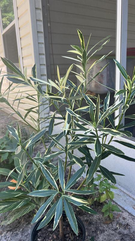 Lowe's Twist of Pink#8482 Variegated Oleander Flowering Shrub in 2.00 ...