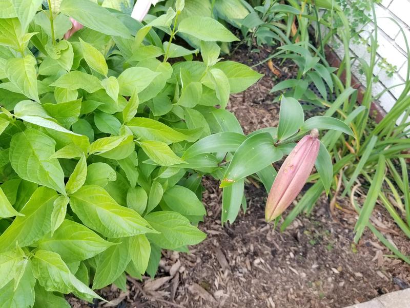 Breck's Pink Anastasia Orienpet Giant Lily Bulbs Bagged 5-Pack in the Plant Bulbs department at ...