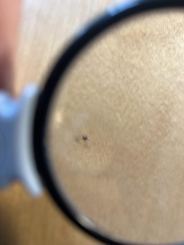 allen + roth #6 x 3/4-in Slotted -Drive Standard Wall plate Screws 10 ...