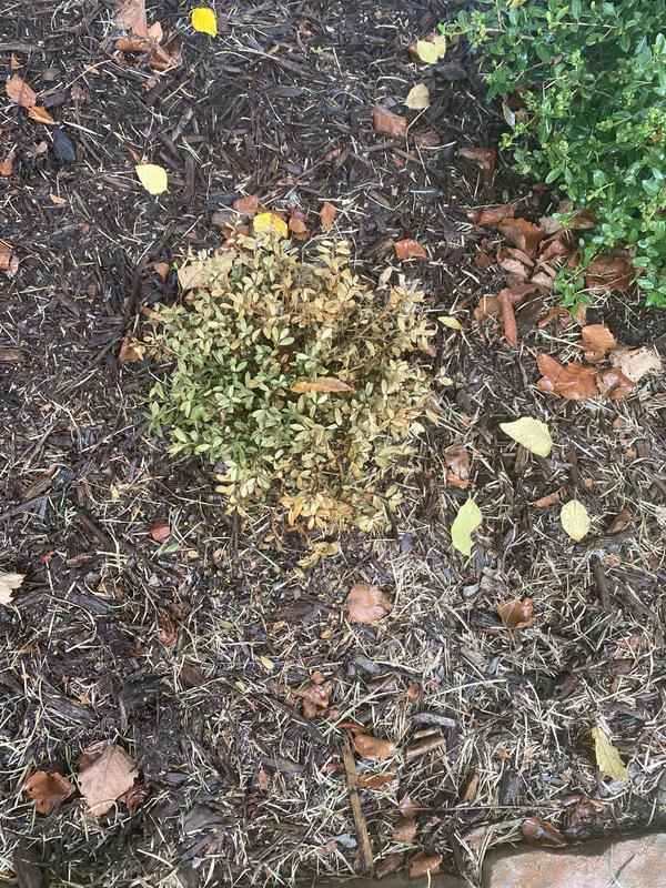 Perfect Plants Soft Touch Holly Foundation/Hedge Shrub in 3-Gallon (s ...