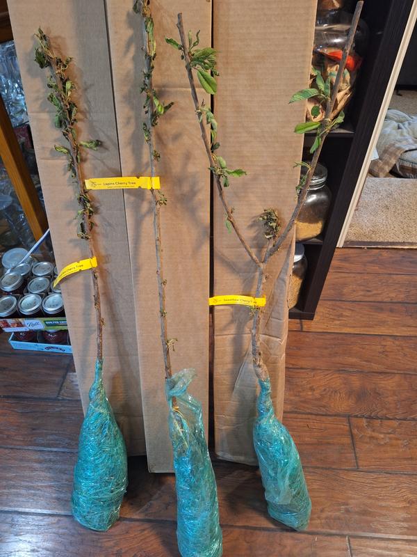 Online Orchards Royal Ann Cherry Tree - Prunus avium - Bare Root Fruit ...