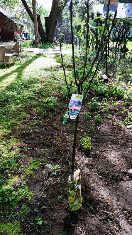 Lowe's 3.84-Gallons White Feature Evans Bali Cherry In Pot (With Soil ...