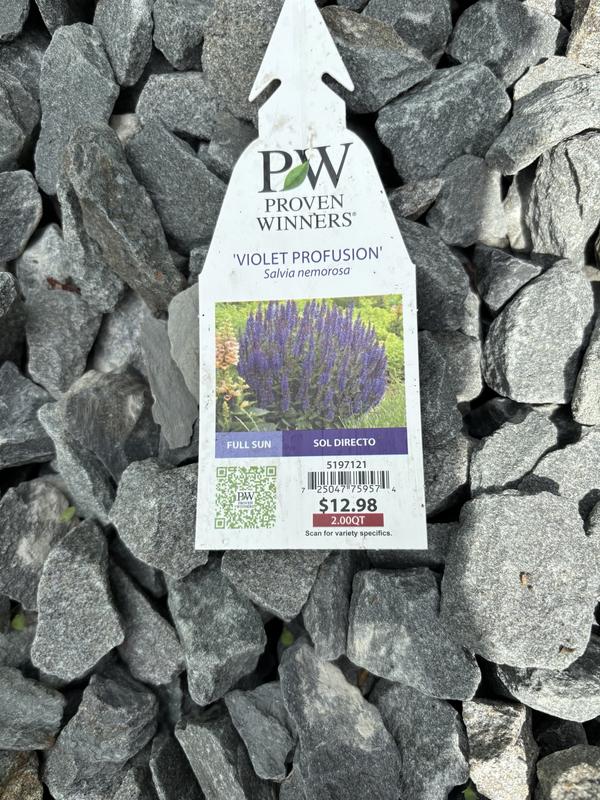 Lowe's 2.50-QT SALVIA VIOLET PROFSN PW in the Perennials department at ...