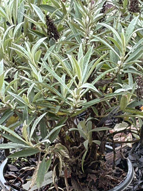 Flowerwood Purple Little Grape Butterfly Bush Flowering Shrub in 2.5 ...