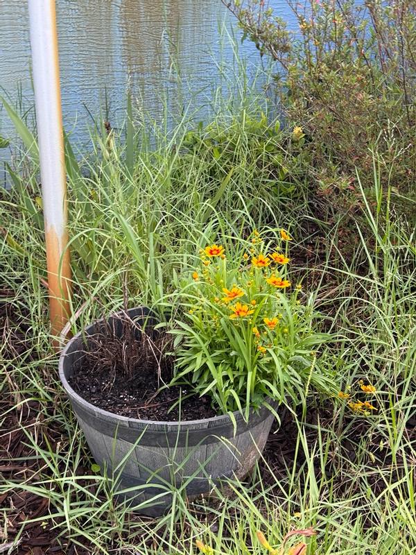 Monrovia Multicolor Coreopsis Plant in 1 -Gallon Pot in the Perennials ...