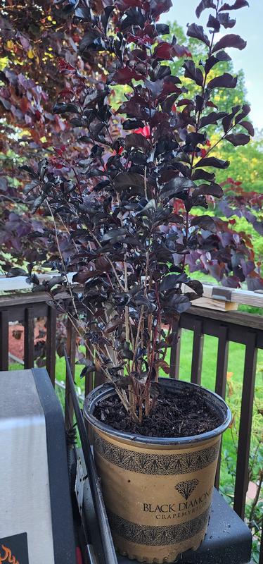 Black Diamond Red Flowering Red Hot Crape Myrtle In Pot (With Soil ...