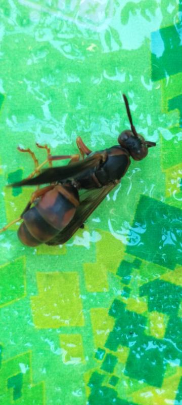 RESCUE! Wasps Trapstick Outdoor Insect Trap TSW-FD48 at Lowes.com