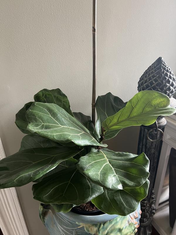 Costa Farms Bambino Fiddle Leaf Fig Ficus Lyrata House Plant in 6-in ...