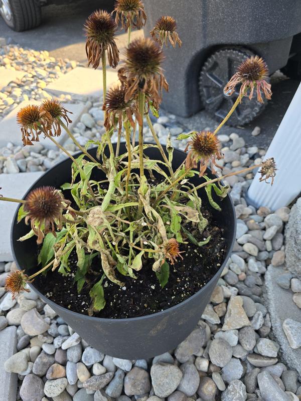 Monrovia Multicolor Coneflower Cheyenne Spirit Plant in 2.5-Quart Pot ...