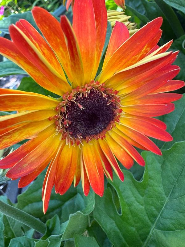 Lowe's Multicolor African Daisy in 1-Gallon Planter 5-Pack NURSERY at ...