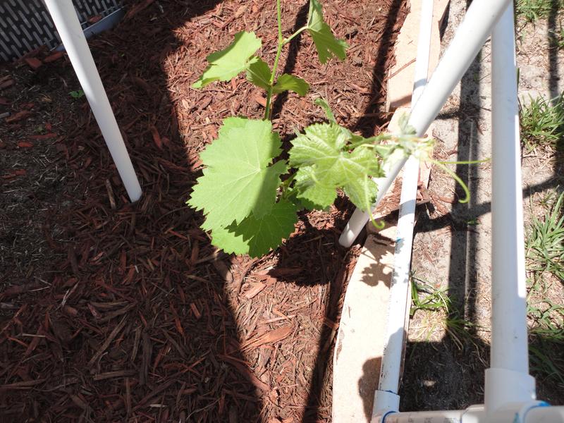 Garden State Bulb Suffolk Seedless Grape Plant - Live Bare Root, Red ...