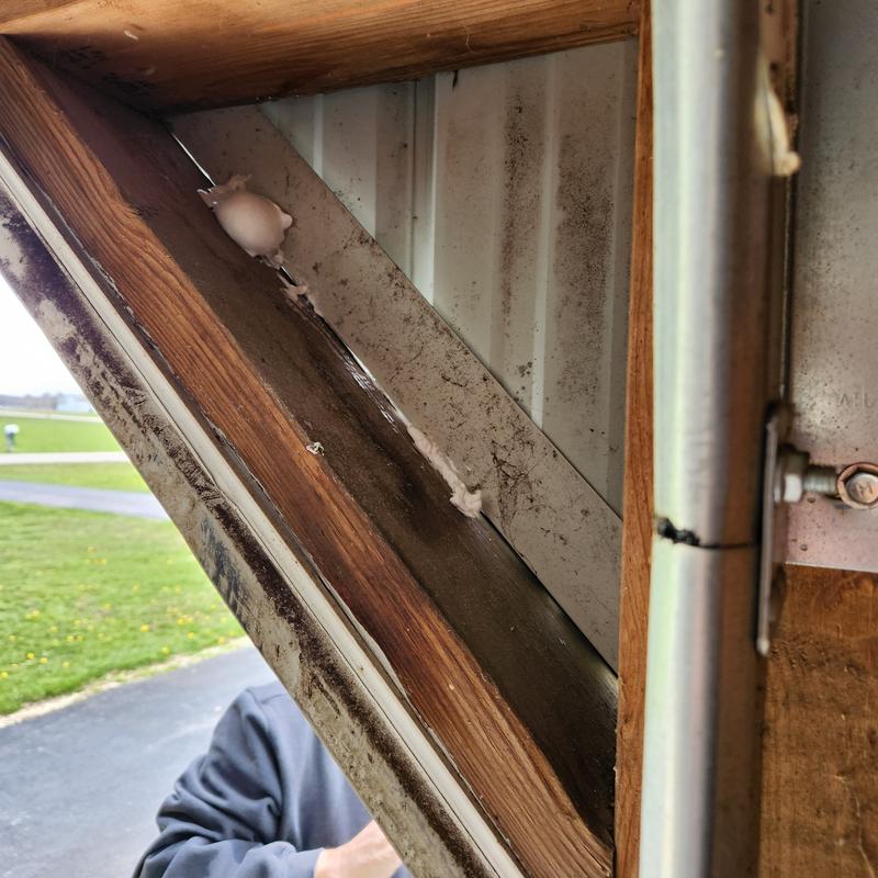 GREAT STUFF PRO Flexible Drywall Gasket 18-oz Spray gun Indoor Spray ...