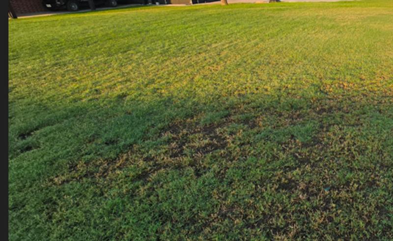 Lebanon Trifecta II Gray Leaf Spot Resist Blend 25-lb Perennial ...