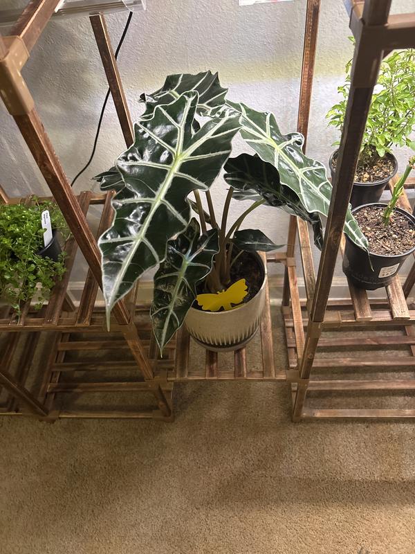 LiveTrends Crafted Beauty - Bellevue House plant in 36 Ounce(s) Pot 1 ...