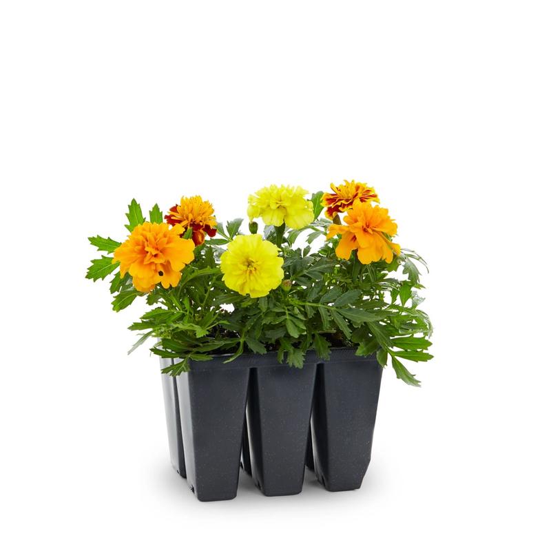 Lowe's 6 -Pack Multicolor Marigold 6 -Pack - Low Maintenance in the ...