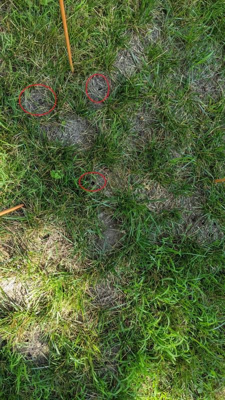 TOMCAT Mole Killer Grubs Mole Killer 0372410 at Lowes.com