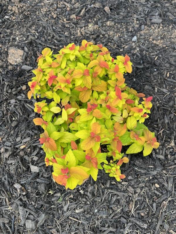 Proven Winners Purple Double Play Candy Corn Spirea (Spiraea) Flowering ...