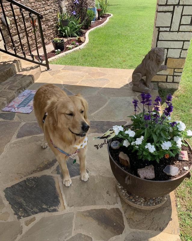 Lowe's Multicolor Mambo in 1.5-Gallon Pot NURSERY at Lowes.com