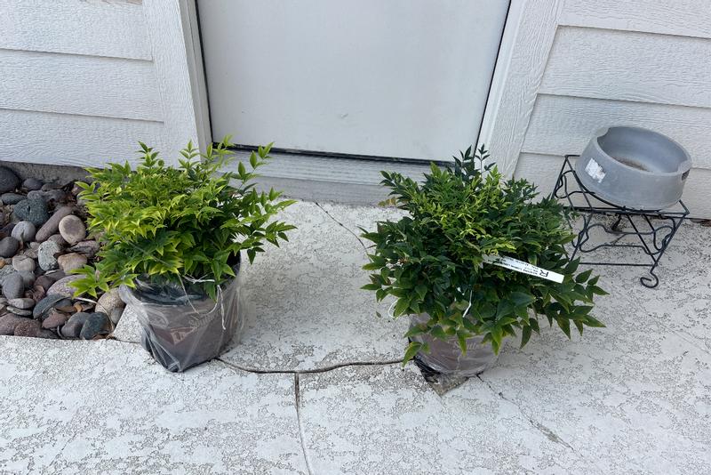 Southern Living Plant Collection Yellow Lemon Lime Nandina Foundation ...