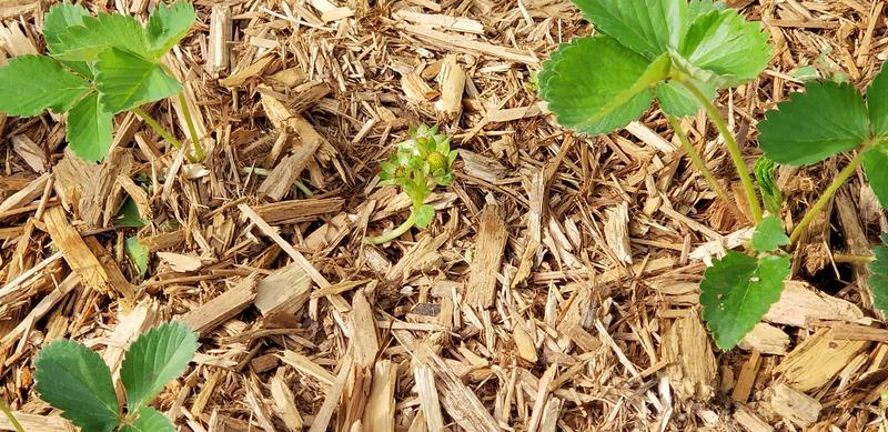 Royal Gardens Mulch 2-cu ft Natural Golden Cypress Blend Mulch CRRG20P2 ...
