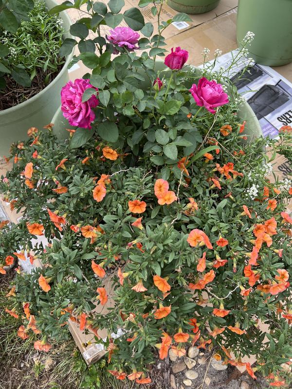 Lowe's Red Conga Red Calibrachoa in 1-Quart Pot NURSERY at Lowes.com