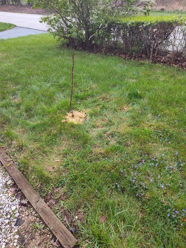 Online Orchards Red Bartlett Pear Tree - Self-Pollinating Fruit Plant ...