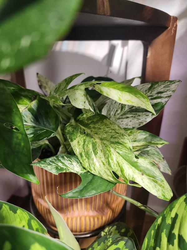 Pothos House plant in 1.4 Quart(s) Self-watering pot 1 -Pack in the ...