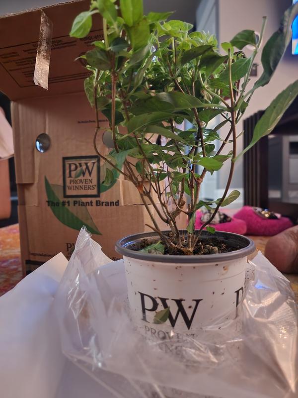 Proven Winners Multicolor Limelight Prime Panicle Hydrangea (Paniculata ...