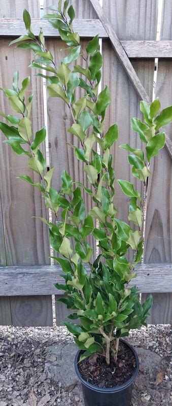 Flowerwood White Wavy Leaf Ligustrum Recurvifolia Flowering Shrub in 2. ...