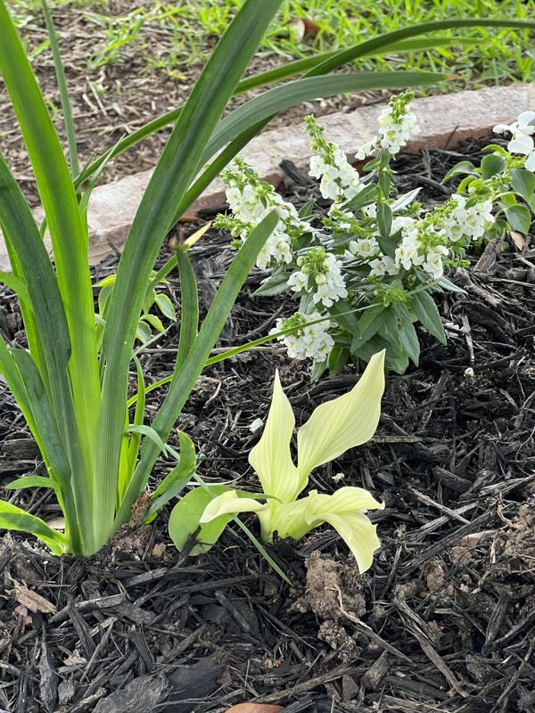 Spring Hill Nurseries White Foliage Filigree Hosta Perennial Plant in 1 ...