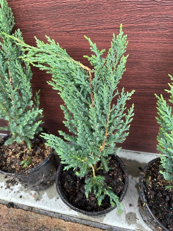 Shop Flowerwood Flowerwood 2-Pack Blue Point Juniper Tree Holiday ...