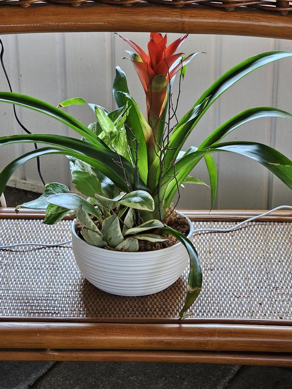 Better-Gro Mixed Bromeliads House plant in in the House Plants ...