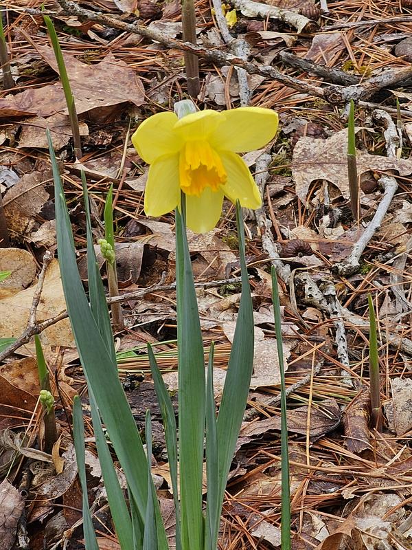 Breck's Yellow Dutch Master Daffodils Bulbs 25-Pack 91885 at Lowes.com