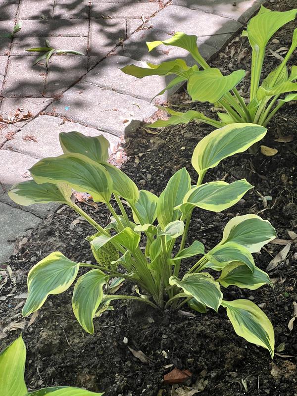Monrovia 2 -Quart Violet Hosta 3.0 -Pack - Low Maintenance in the ...