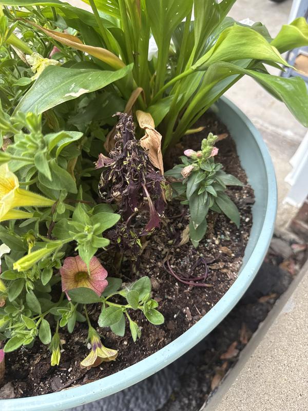 Lowe's 1 Pint Coleus 1 -Pack - Low Maintenance in the Annuals ...