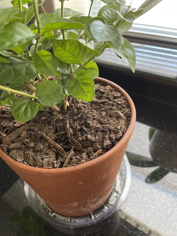 National Plant Network White Arabian Jasmine House Plant in 5.5-in Pot ...
