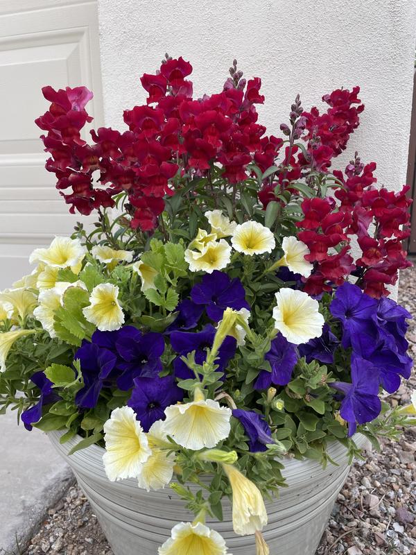 Alaska Morbloom 1-Gallon 0-10-10 Natural Liquid Flower Food 9301310 at ...