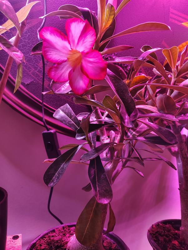 Altman Plants 1 -Pack Adenium Desert Rose in 1 -Gallon Pot in the ...