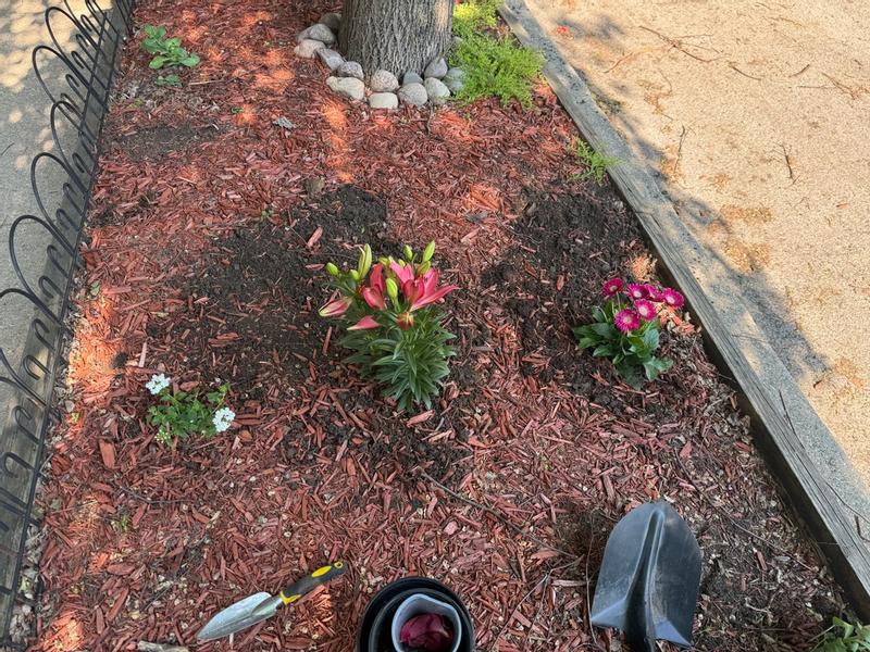 Lowe's Red Verbena in 1-Pint Pot NURSERY at Lowes.com